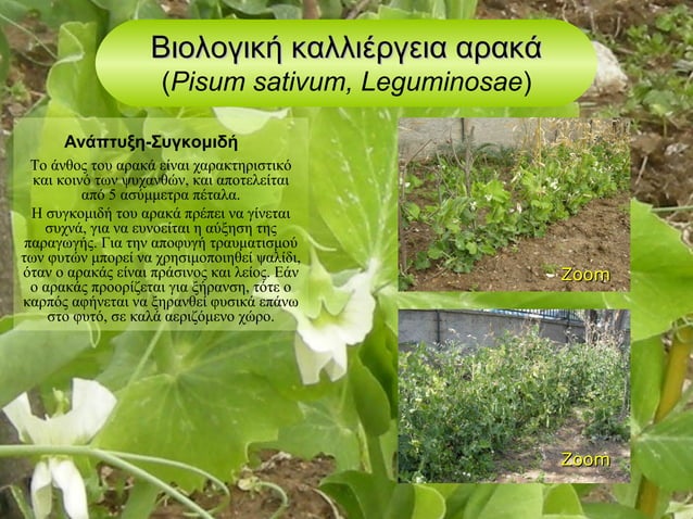 καλλιεργεια αρακα | PPT