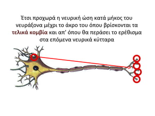εισαγωγή νευρικό | PPT