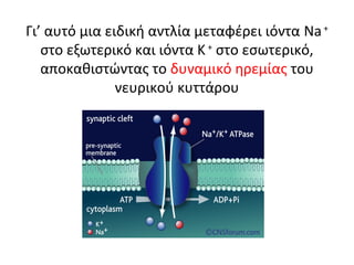 εισαγωγή νευρικό | PPT