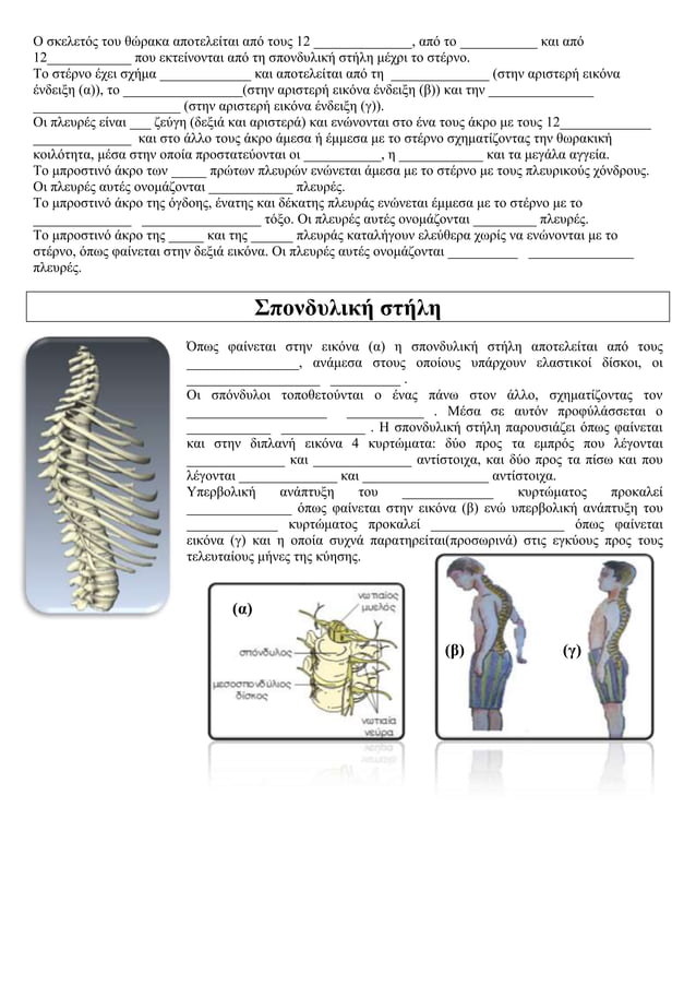 φύλλο εργασίας το ερειστικό σύστημα του ανθρώπου | DOCX
