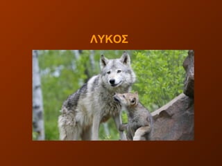 ΑΓΡΙΜΙΑ ΚΑΙ ΠΟΥΛΙΑ ΤΟΥ ΔΑΣΟΥΣ ΚΑΙ ΤΟΥ ΒΟΥΝΟΥ | PPT