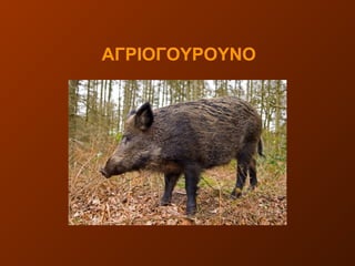 ΑΓΡΙΜΙΑ ΚΑΙ ΠΟΥΛΙΑ ΤΟΥ ΔΑΣΟΥΣ ΚΑΙ ΤΟΥ ΒΟΥΝΟΥ | PPT