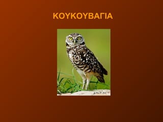 ΑΓΡΙΜΙΑ ΚΑΙ ΠΟΥΛΙΑ ΤΟΥ ΔΑΣΟΥΣ ΚΑΙ ΤΟΥ ΒΟΥΝΟΥ | PPT