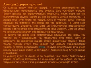 ΑΓΡΙΜΙΑ ΚΑΙ ΠΟΥΛΙΑ ΤΟΥ ΔΑΣΟΥΣ ΚΑΙ ΤΟΥ ΒΟΥΝΟΥ | PPT