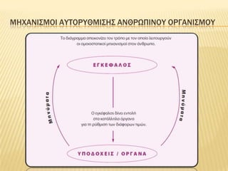 Ομοιόσταση | PPTX