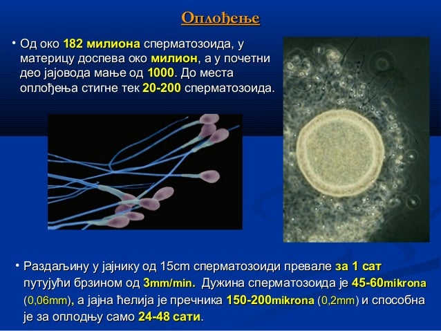 Misa i drugari rade cudne stvari