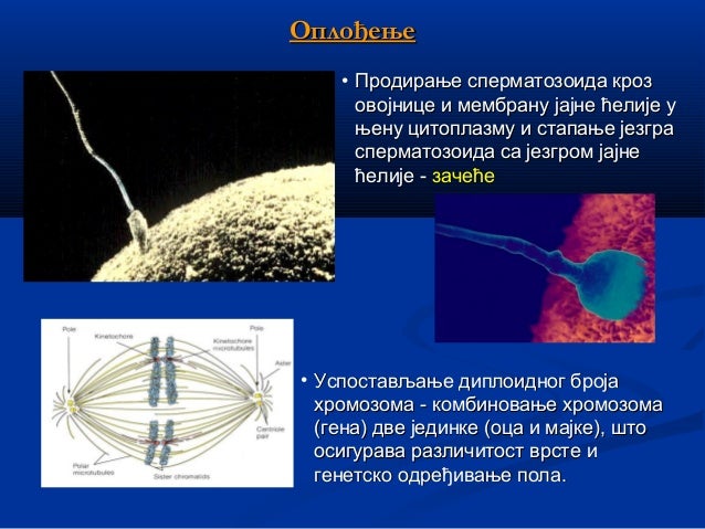 Misa i drugari rade cudne stvari