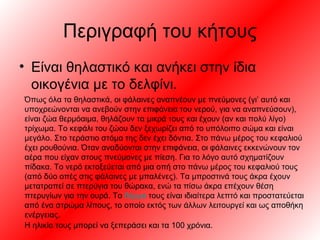 φάλαινα | PPT