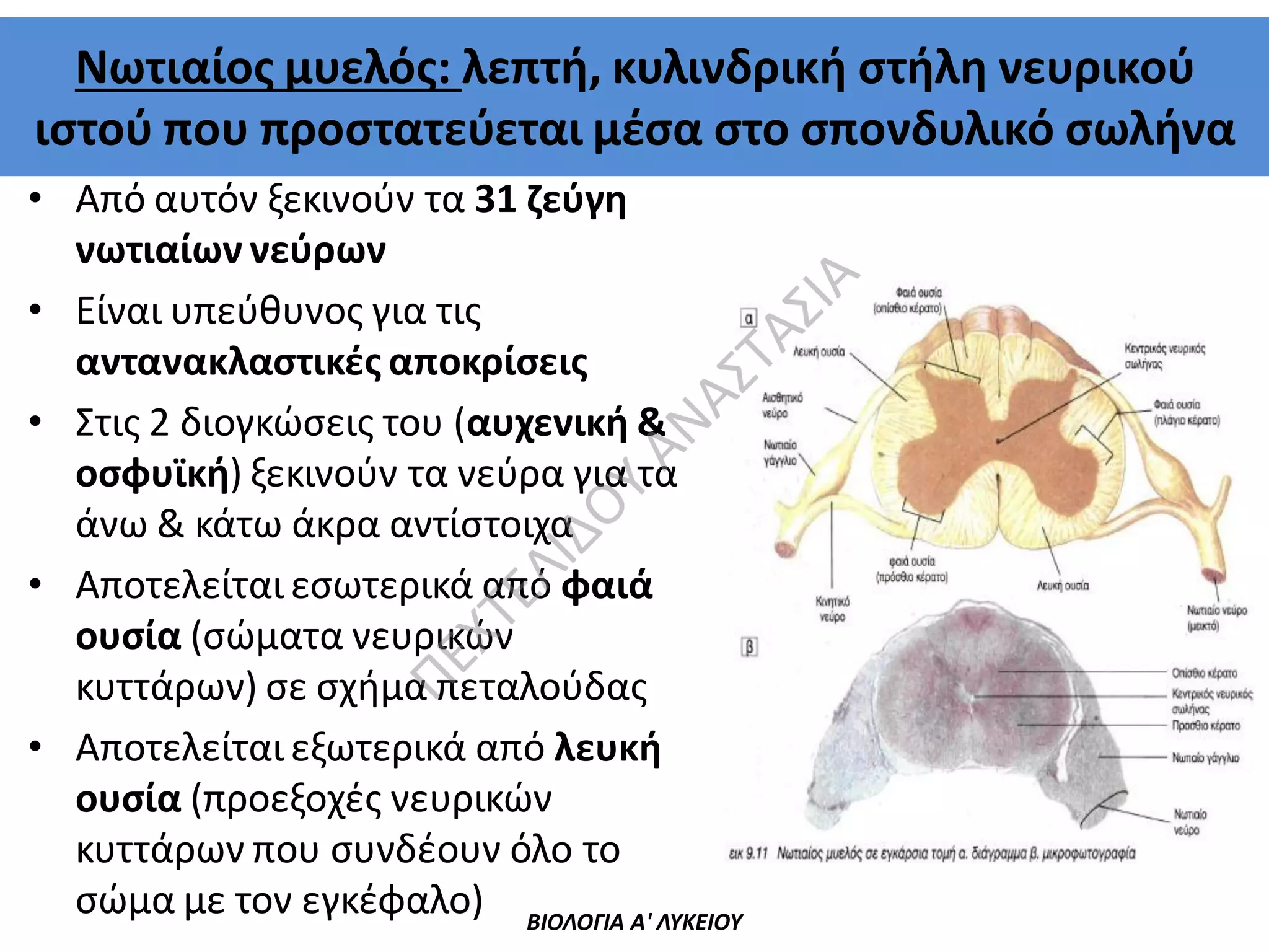 Κεφ.9: ΝΕΥΡΙΚΟ ΣΥΣΤΗΜΑ | PDF