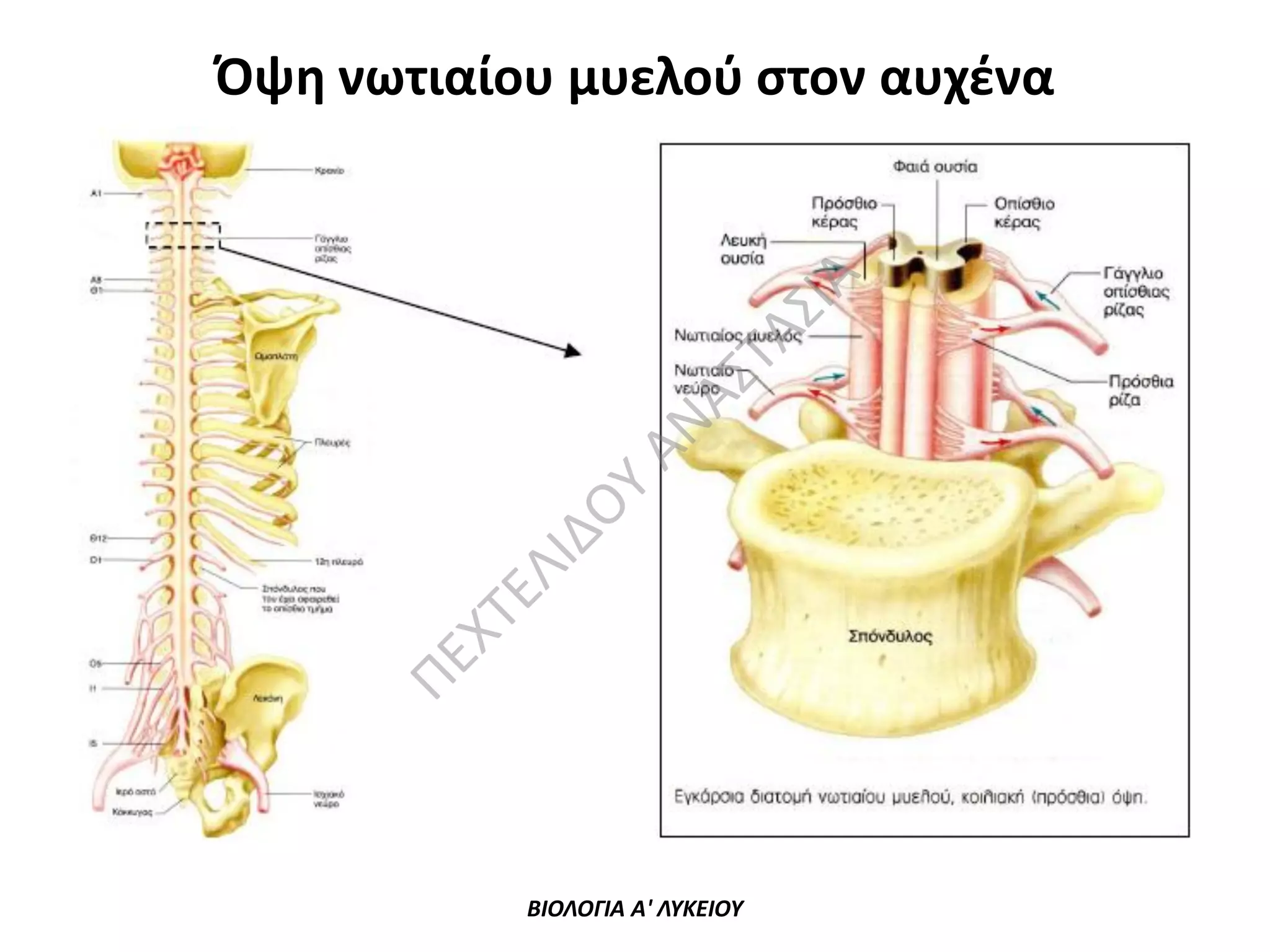 Κεφ.9: ΝΕΥΡΙΚΟ ΣΥΣΤΗΜΑ | PDF