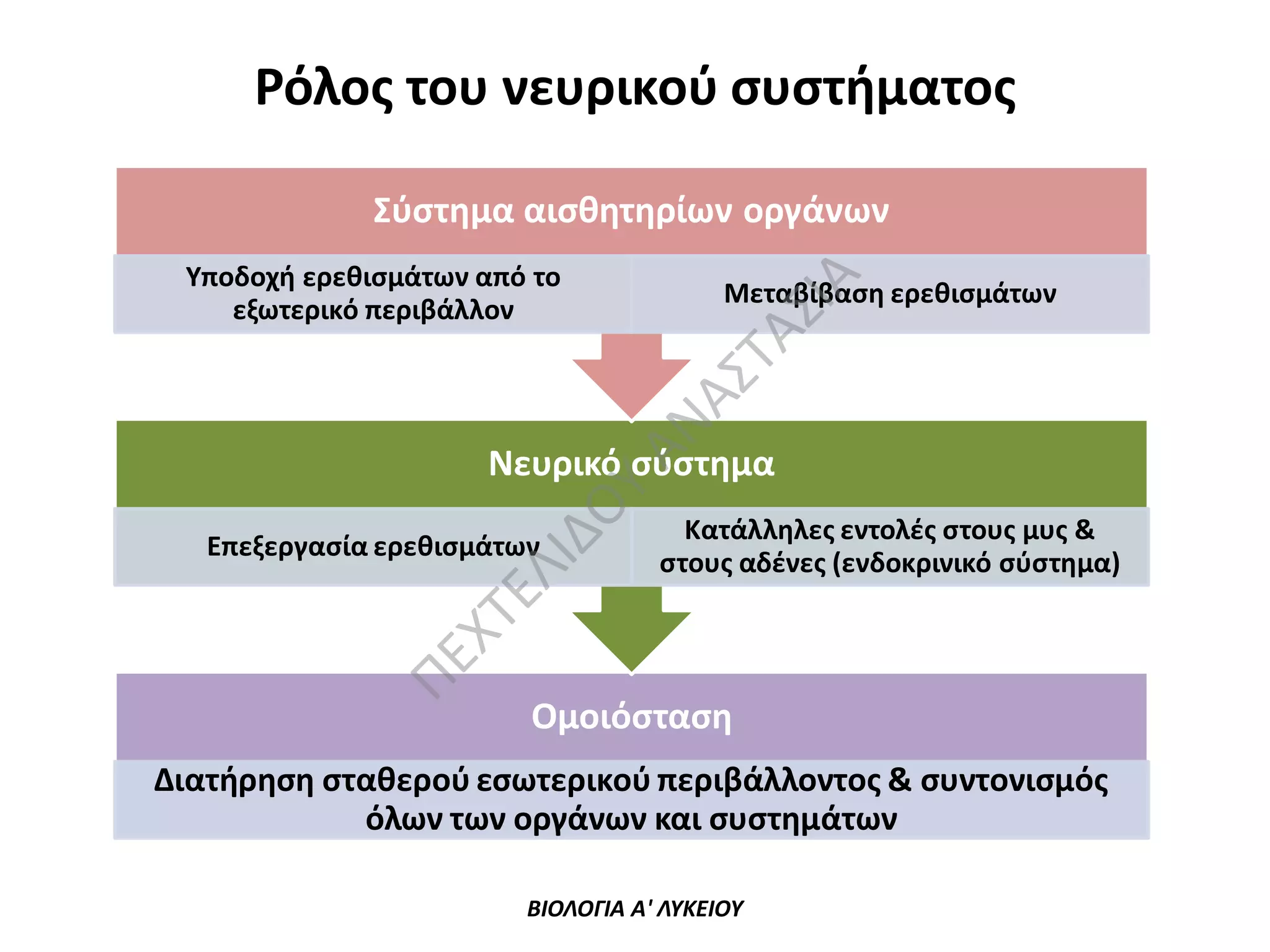 Κεφ.9: ΝΕΥΡΙΚΟ ΣΥΣΤΗΜΑ | PDF