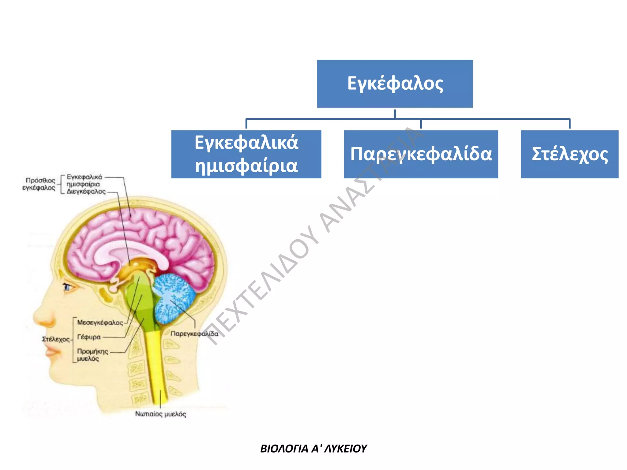 Κεφ.9: ΝΕΥΡΙΚΟ ΣΥΣΤΗΜΑ | PDF