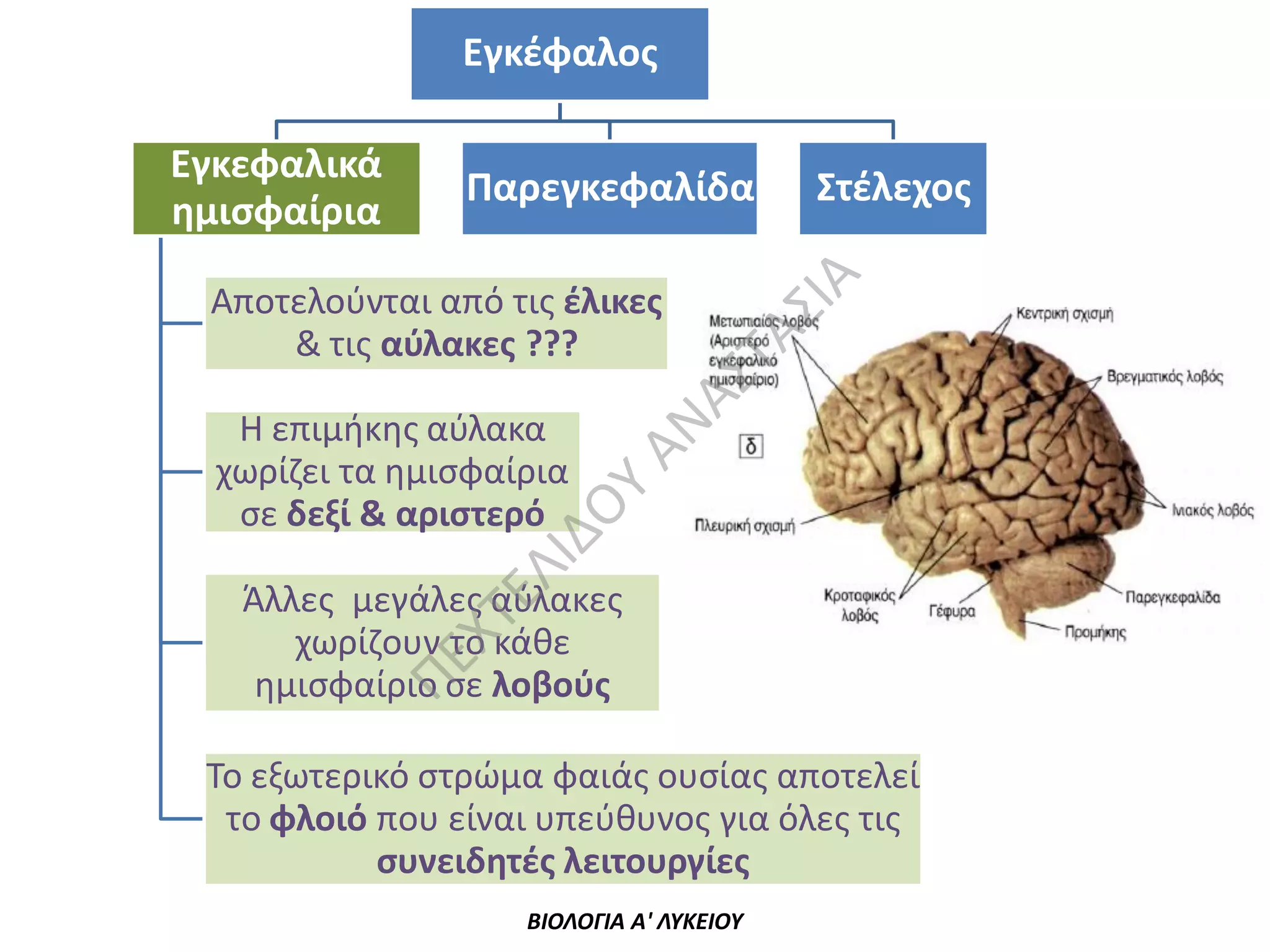 Κεφ.9: ΝΕΥΡΙΚΟ ΣΥΣΤΗΜΑ | PDF