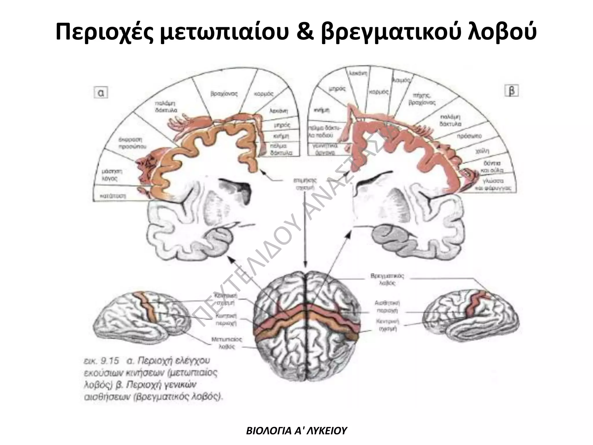 Κεφ.9: ΝΕΥΡΙΚΟ ΣΥΣΤΗΜΑ | PDF