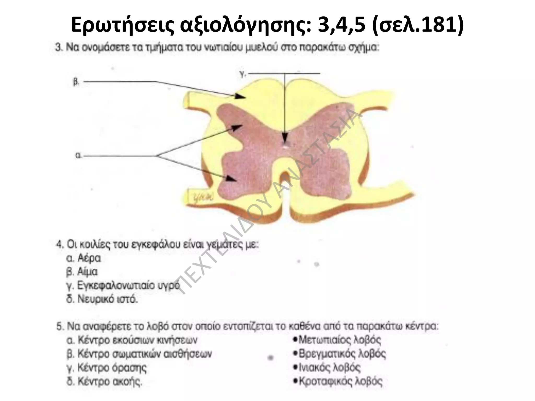 Κεφ.9: ΝΕΥΡΙΚΟ ΣΥΣΤΗΜΑ | PDF