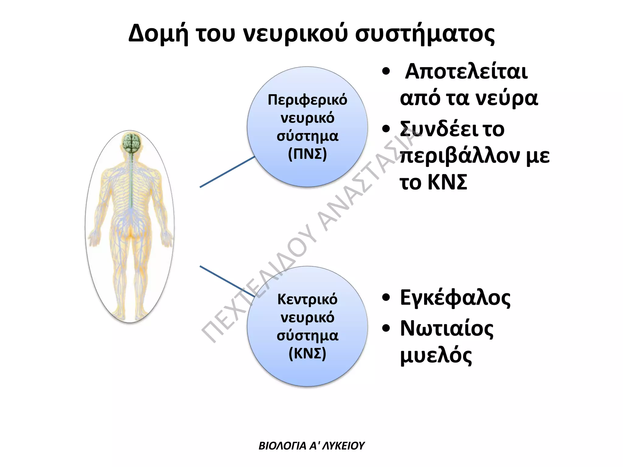 Κεφ.9: ΝΕΥΡΙΚΟ ΣΥΣΤΗΜΑ | PDF