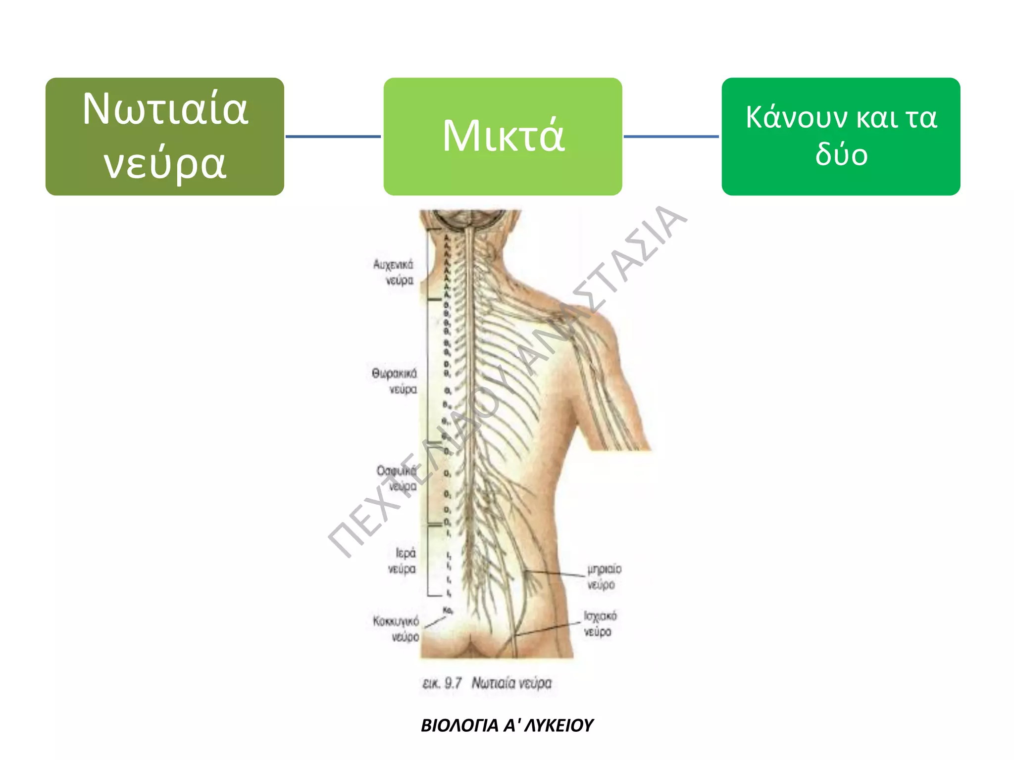 Κεφ.9: ΝΕΥΡΙΚΟ ΣΥΣΤΗΜΑ | PDF
