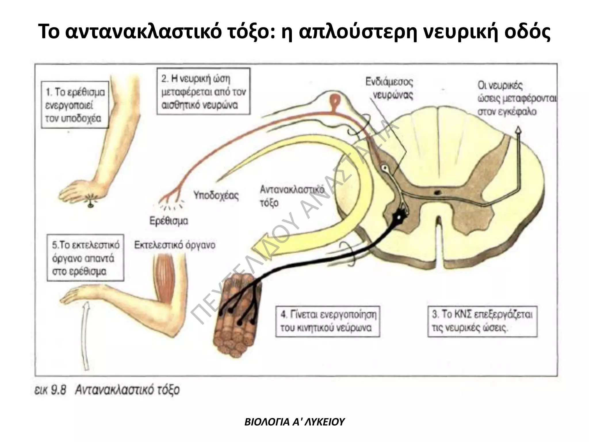 Κεφ.9: ΝΕΥΡΙΚΟ ΣΥΣΤΗΜΑ | PDF