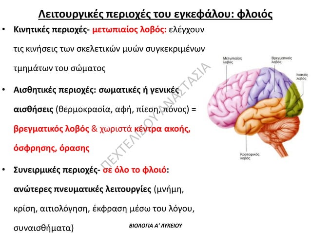 Κεφ.9: ΝΕΥΡΙΚΟ ΣΥΣΤΗΜΑ | PDF