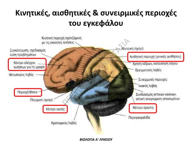 Κεφ.9: ΝΕΥΡΙΚΟ ΣΥΣΤΗΜΑ | PDF