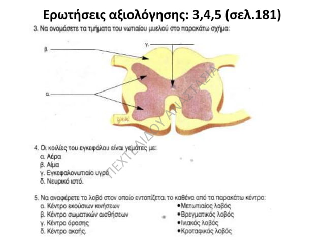 Κεφ.9: ΝΕΥΡΙΚΟ ΣΥΣΤΗΜΑ | PDF