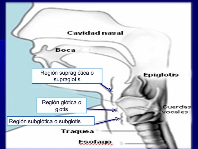 CÁNCER DE LARINGE E HIPOFARINGE
