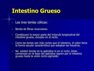 CÁNCER COLORRECTAL | PPTX