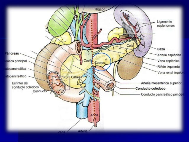 CÁNCER DE PANCREAS