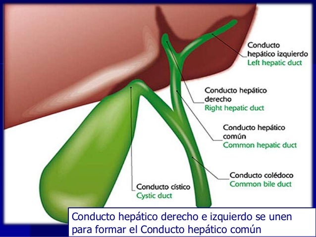 CÁNCER DE VESICULA Y VÍAS BILIARES