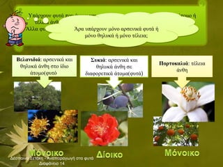 Αναπαραγωγή στα φυτά (παρουσίαση στα πλαίσια της επιμόρφωσης β επιπεδου ...