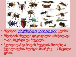 მ წ ე რ ე ბ ი | PPTX