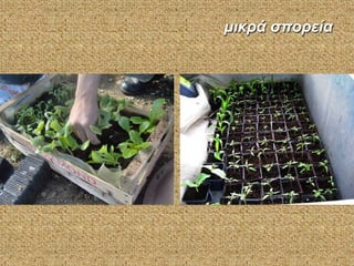 ΚΑΤΑΣΚΕΥΕΣ ΓΙΑ ΤΟΝ ΣΧΟΛΙΚΟ ΚΗΠΟ | PDF