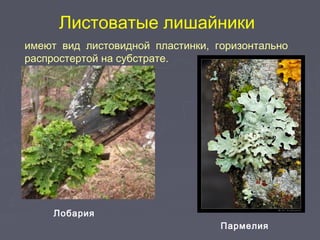 лишайники