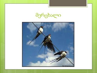მგალობელი ფრინველები | PPTX