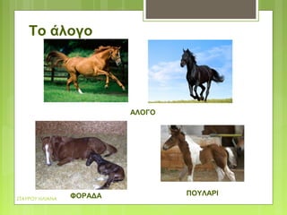 Zουν στο αγρόκτημα | PPT