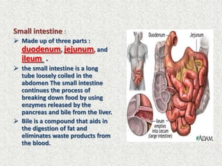 digestion | PPT