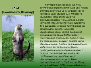 H χλωριδα και η πανιδα του νεστου | PPTX