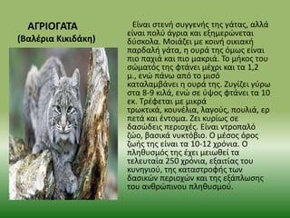 H χλωριδα και η πανιδα του νεστου | PPTX