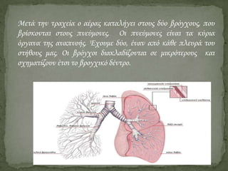 αναπνευστικό σύστημα | PPTX