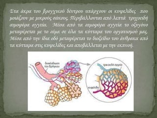 αναπνευστικό σύστημα | PPTX