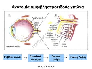 ΒΙΟΛΟΓΙΑ Α' ΛΥΚΕΙΟΥ- Κεφ.10: Αισθητήρια όργανα | PDF