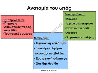 ΒΙΟΛΟΓΙΑ Α' ΛΥΚΕΙΟΥ- Κεφ.10: Αισθητήρια όργανα | PDF