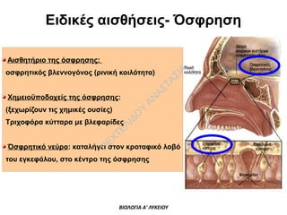 ΒΙΟΛΟΓΙΑ Α' ΛΥΚΕΙΟΥ- Κεφ.10: Αισθητήρια όργανα | PDF