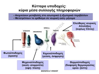 ΒΙΟΛΟΓΙΑ Α' ΛΥΚΕΙΟΥ- Κεφ.10: Αισθητήρια όργανα | PDF