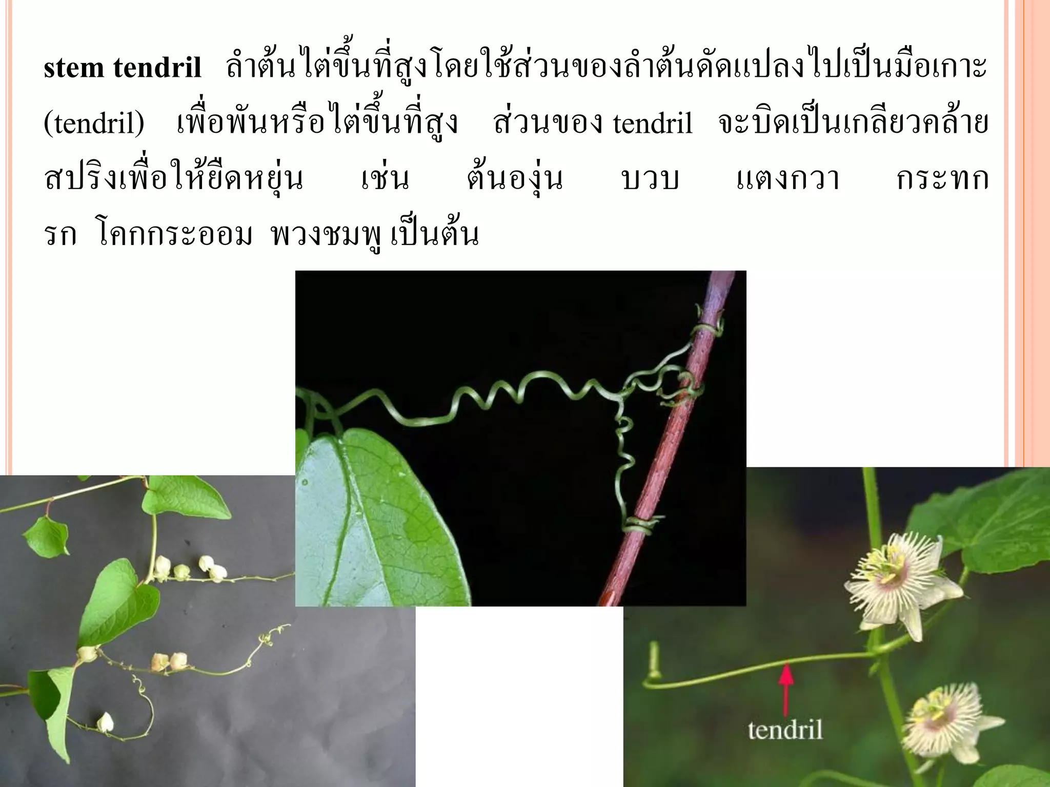 โครงสร้างและหน้าที่ของลำต้น | PDF