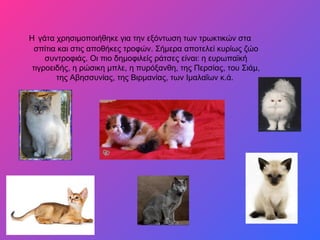 γάτα | PPT