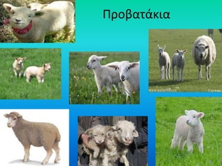 προβατο | PPTX