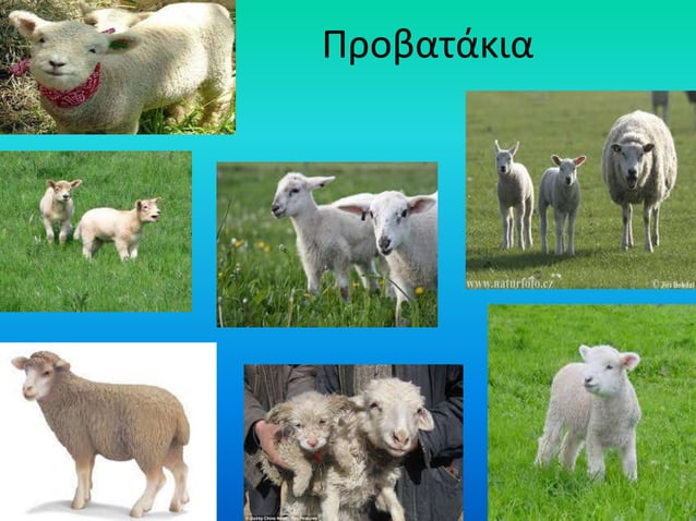 προβατο | PPTX