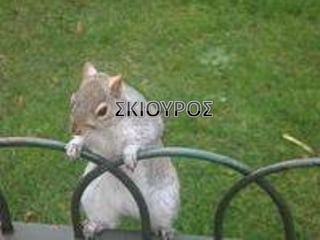 σκιουρος | PPTX