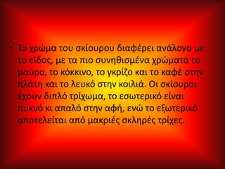 σκιουρος | PPTX